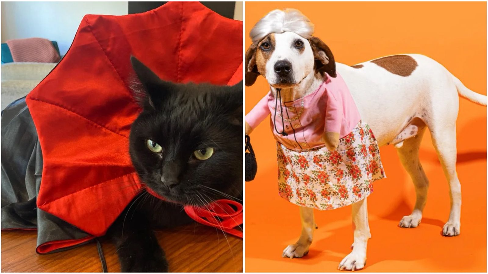30 Pets Showing Off Their Cutest Costumes - Kate Knows