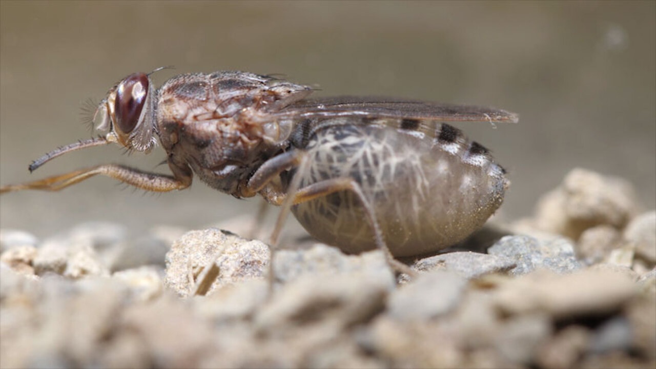 25 Harmless-Looking Animals That Can Kill You - Kate Knows