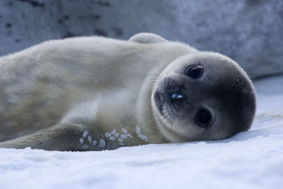 25 Harmless-Looking Animals That Can Kill You - Kate Knows