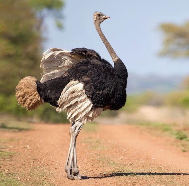 25 Harmless-Looking Animals That Can Kill You - Kate Knows