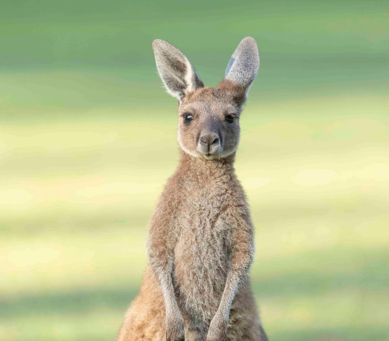 25 Harmless-Looking Animals That Can Kill You - Kate Knows