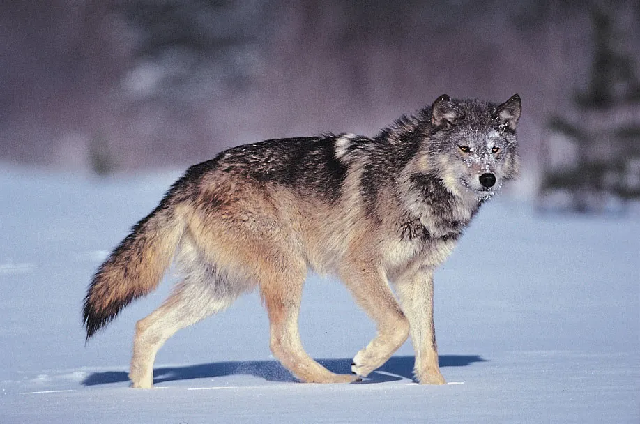 30 Dangerous Animals Found Across North America – Garlic Soda
