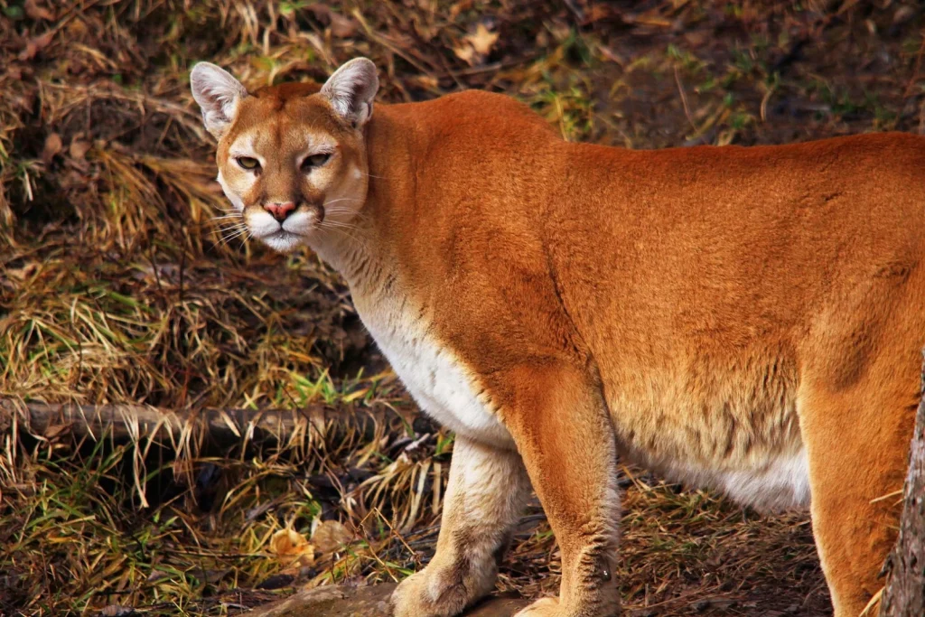 30 Dangerous Animals Found Across North America – Garlic Soda