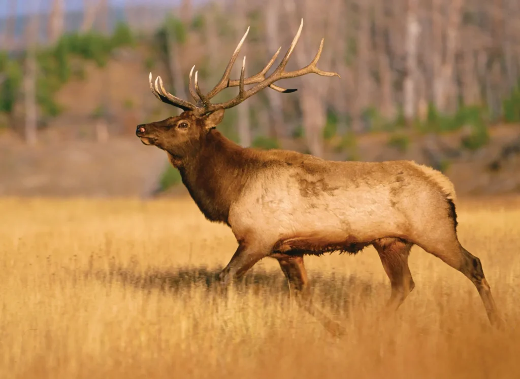 30 Dangerous Animals Found Across North America – Garlic Soda