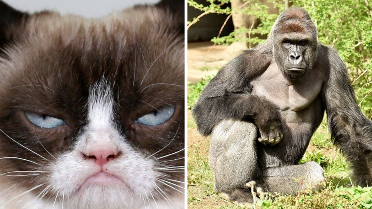 28 Most Famous Animals In The World - Kate Knows