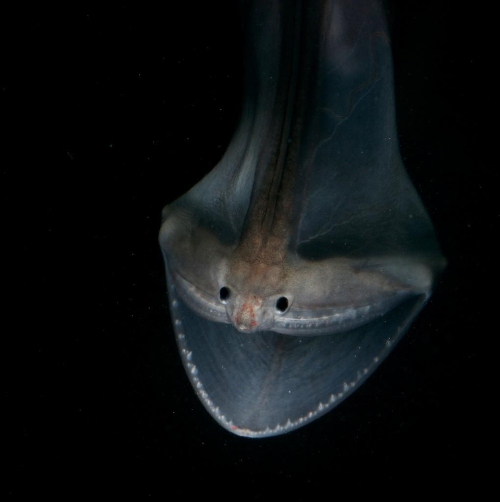 30 Scariest Deep Sea Creatures Ever Discovered – Garlic Soda