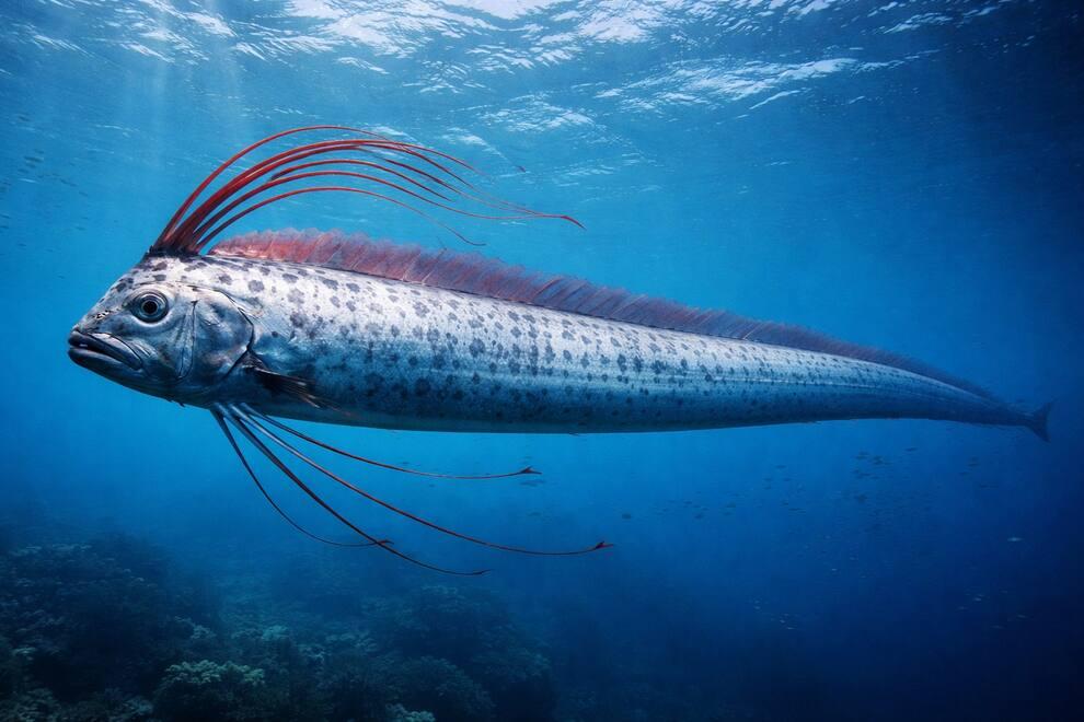 30 Scariest Deep Sea Creatures Ever Discovered – Garlic Soda