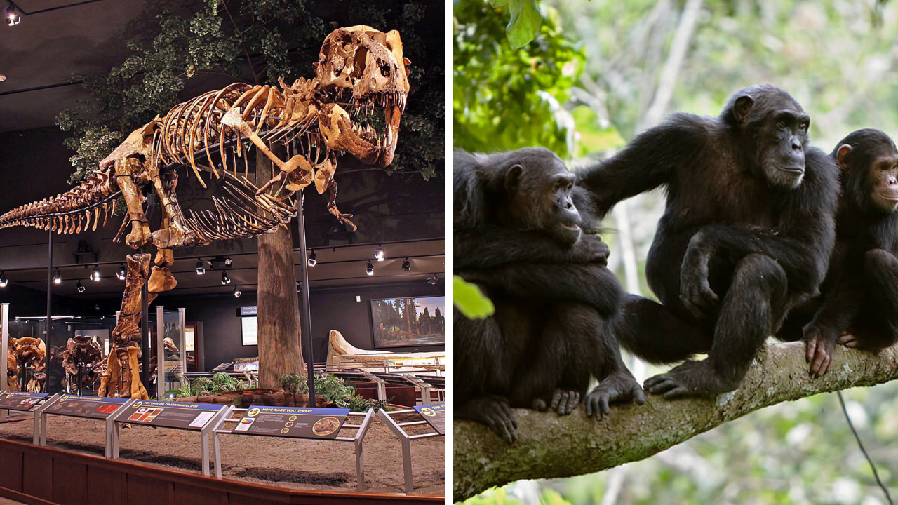 29 False Facts About Evolution That Many Still Believe – Garlic Soda