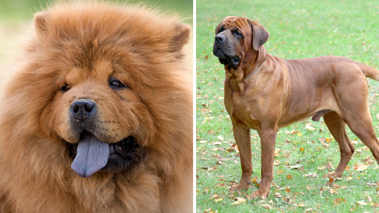 The 30 Most Agressive Dog Breeds – Garlic Soda